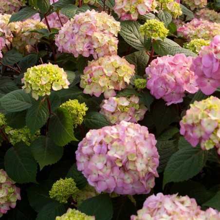 Darželinė hortenzija - Hydrangea macrophylla ENDLESS SUMMER® PINK ...