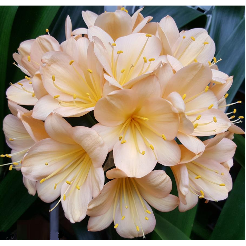 Klivija persikinė - Clivia miniata PEACH Konteineris 13Ø Vainikas 3 ...