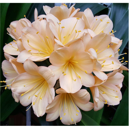 Klivija persikinė - Clivia miniata PEACH Konteineris 13Ø Vainikas 3 ...