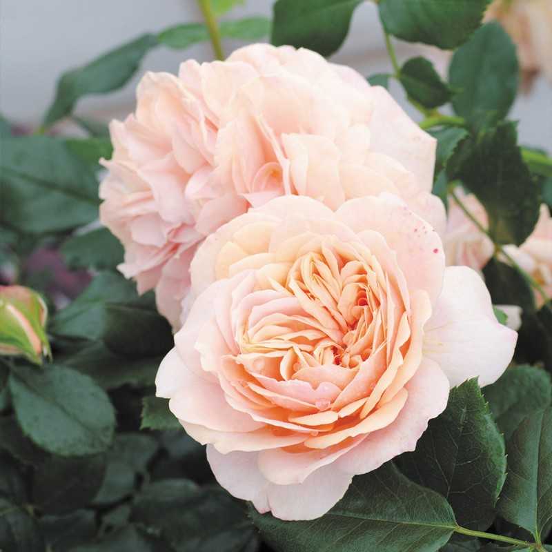 Rožė - Rosa APRICOT QUEEN ELIZABETH Konteineris C3R Poskiepis skiepyta
