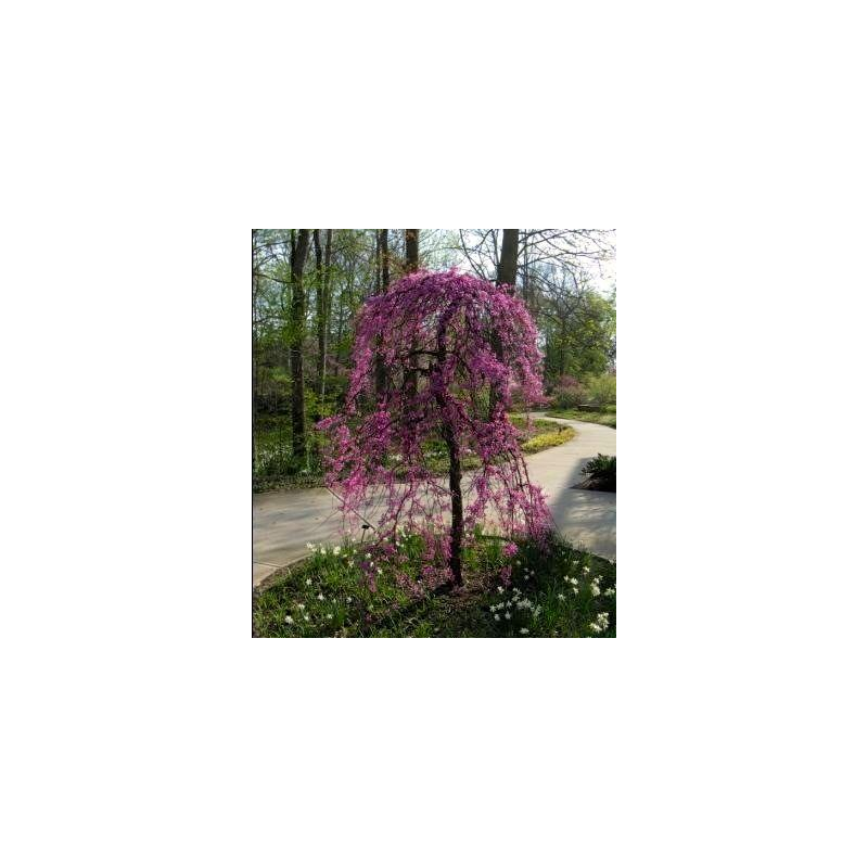 Kanadinis cercis - Cercis canadensis RUBY FALLS Aukštis 200-225CM ...