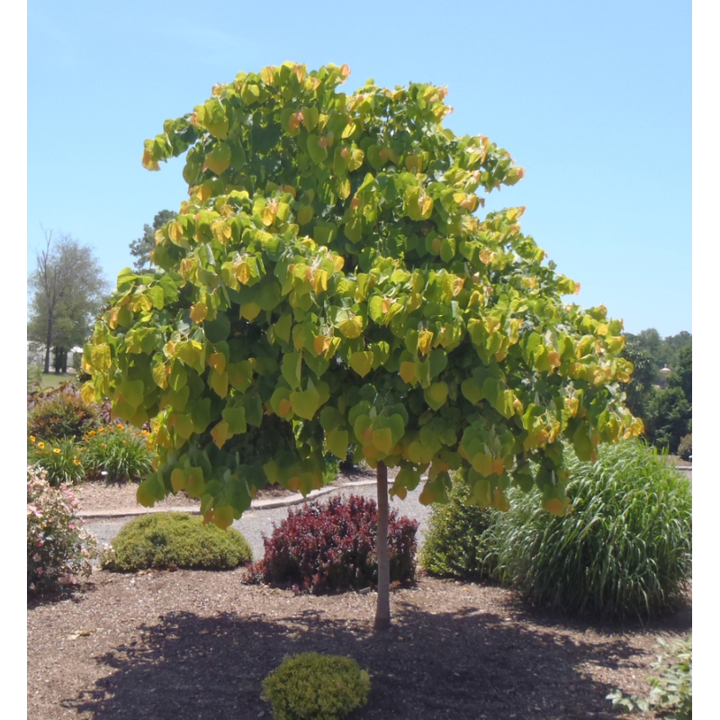 Kanadinis cercis - Cercis canadensis THE RISING SUN Aukštis 80-100CM ...