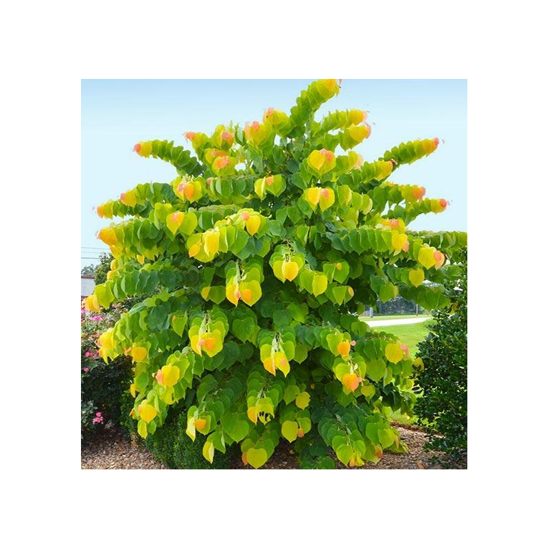 Cercis canadensis THE RISING SUN Height 100-125CM Container 29Ø C10 ...