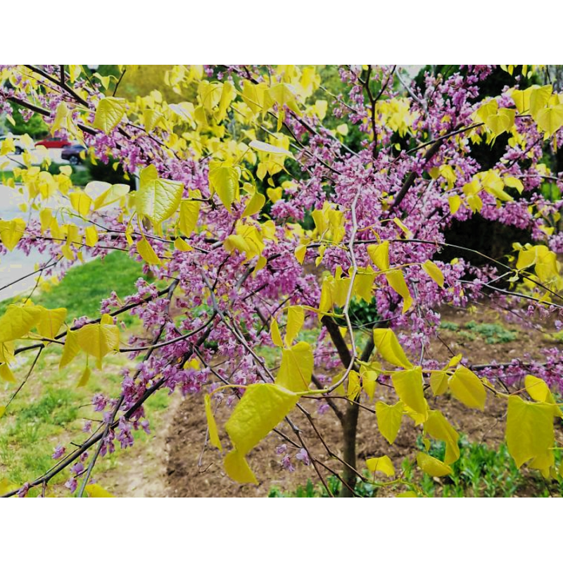 Kanadinis cercis - Cercis canadensis THE RISING SUN Aukštis 100-125CM ...