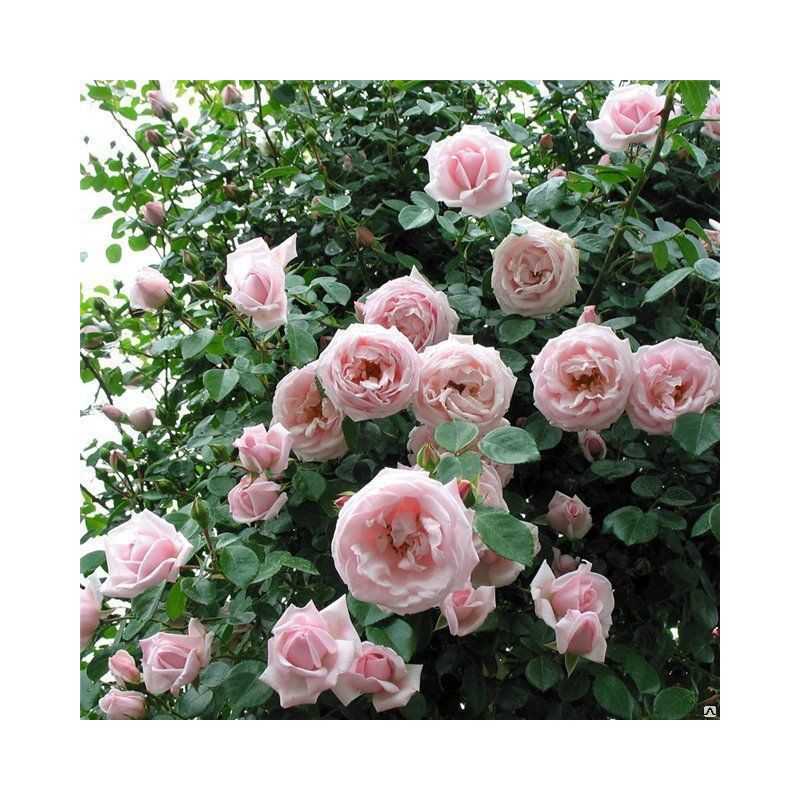 Rožės su pristatymu į namus iš e-medelyno Vitaflora