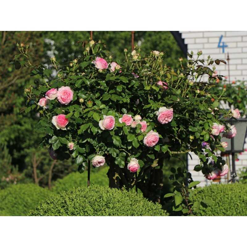 Rožė - Rosa EDEN ROSE ® Konteineris atviromis šaknimis Poskiepis ...