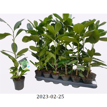 Užsisakyk augalus pavasariui jau dabar Container P9 C0.5 Packed x25 ...