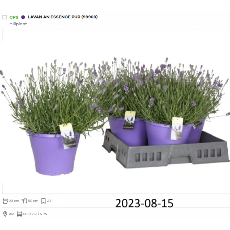 Tikroji levanda - Lavandula angustifolia DWARF BLUE Konteineris P9 C0.5 ...