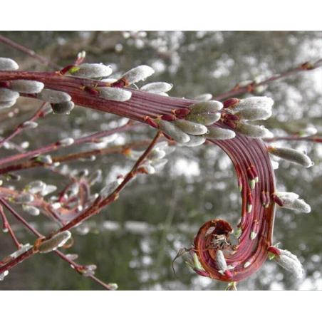 Sachalininis gluosnis - Salix sachalinensis SEKKA Aukštis 50-60CM ...