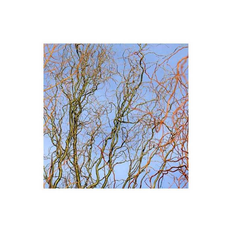 Gluosniai internetu su pristatymu į namus Vitaflora