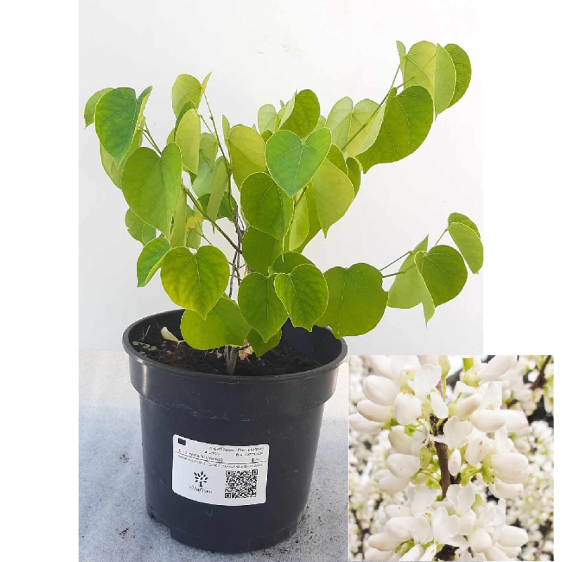 Kanadinis cercis - Cercis canadensis Shirobana Konteineris 19Ø C3 ...