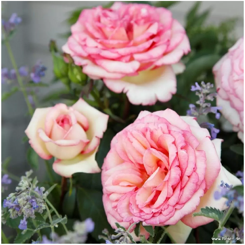 Pink Enchantment Rosa