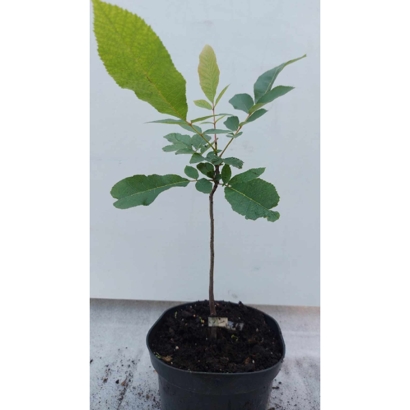 Pekano riešutmedis (karija) - Carya illinoinensis Konteineris 19Ø C3 ...