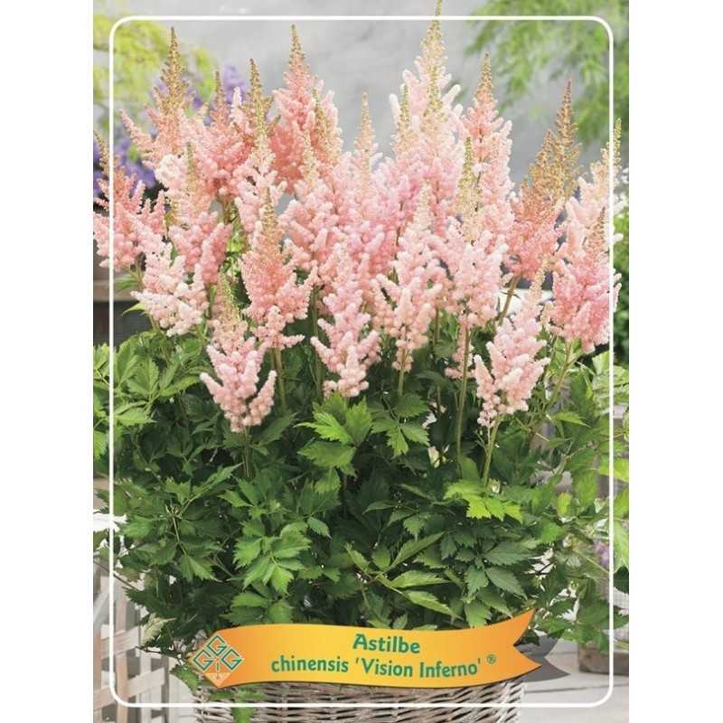 Augalai didmenomis Konteineris P11X11/C1.3