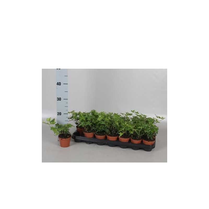 Gebenė - Hedera helix JACOBINE Konteineris 9Ø Aukštis 5-10CM