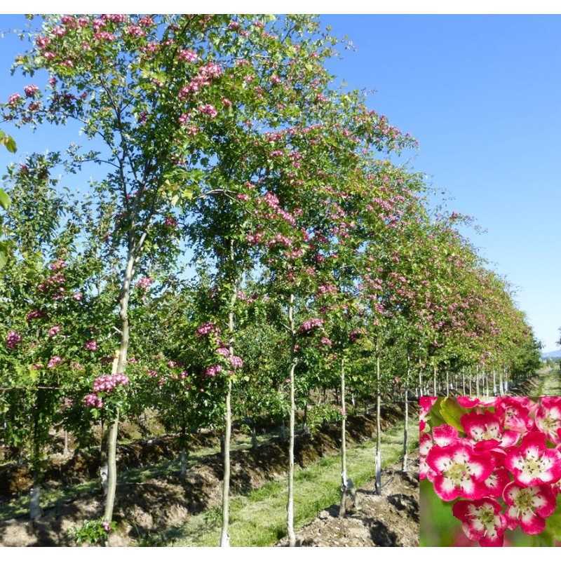 Glotnioji gudobelė - Crataegus laevigata CRIMSON CLOUD Aukštis 200 ...