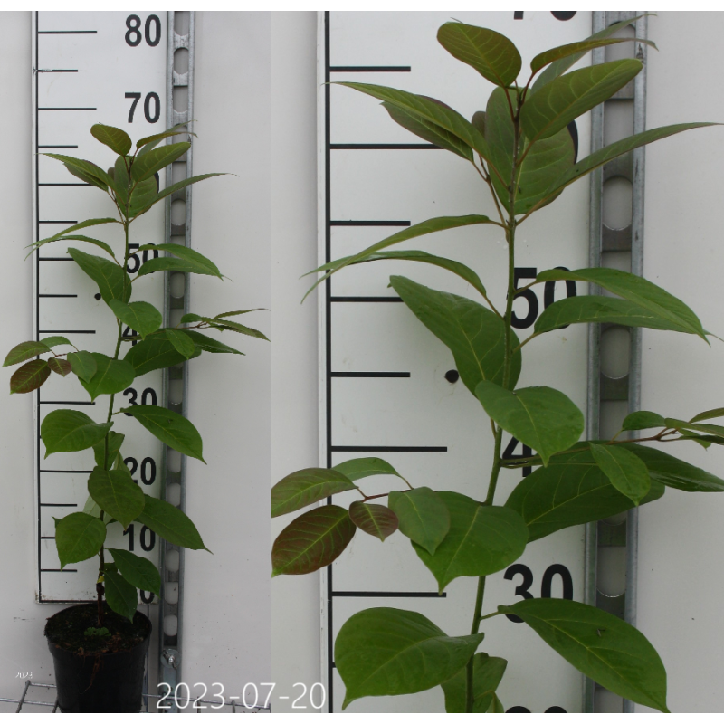 Virgininis (amerikinis) juodmedis (persimonas) - Diospyros virginiana ...