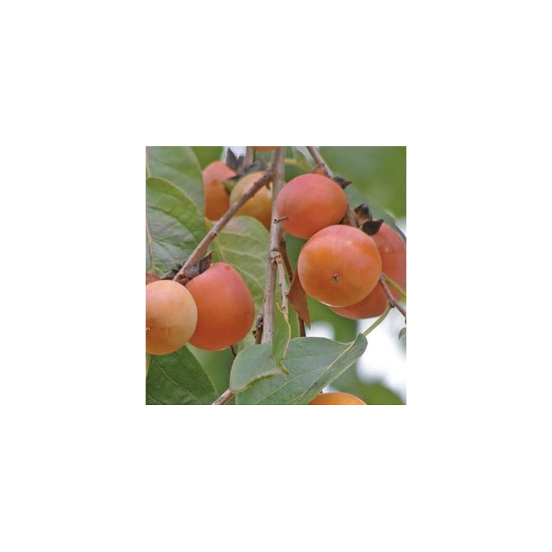 Virgininis (amerikinis) juodmedis (persimonas) - Diospyros virginiana ...