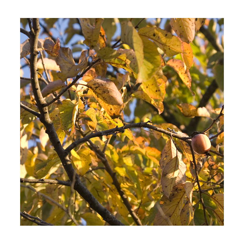 Virgininis (amerikinis) juodmedis (persimonas) - Diospyros virginiana ...