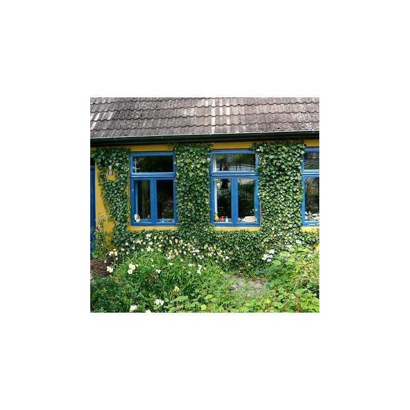 Gebenė - Hedera helix WOERNER Konteineris 9Ø