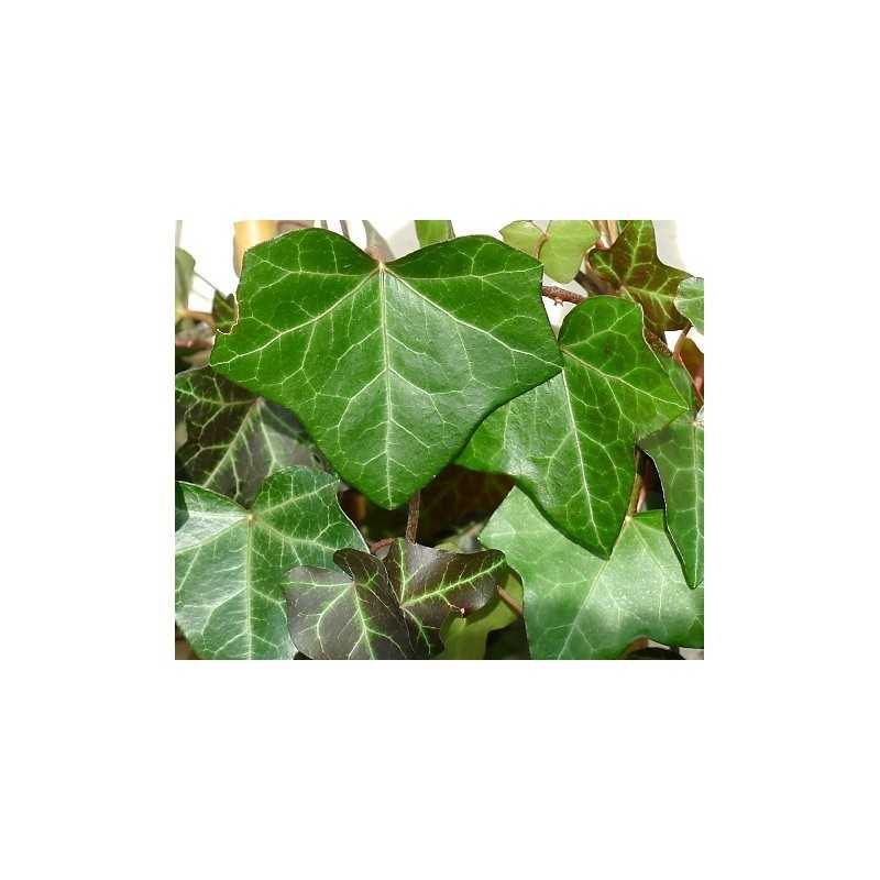 Gebenė - Hedera helix WOERNER Konteineris 9Ø