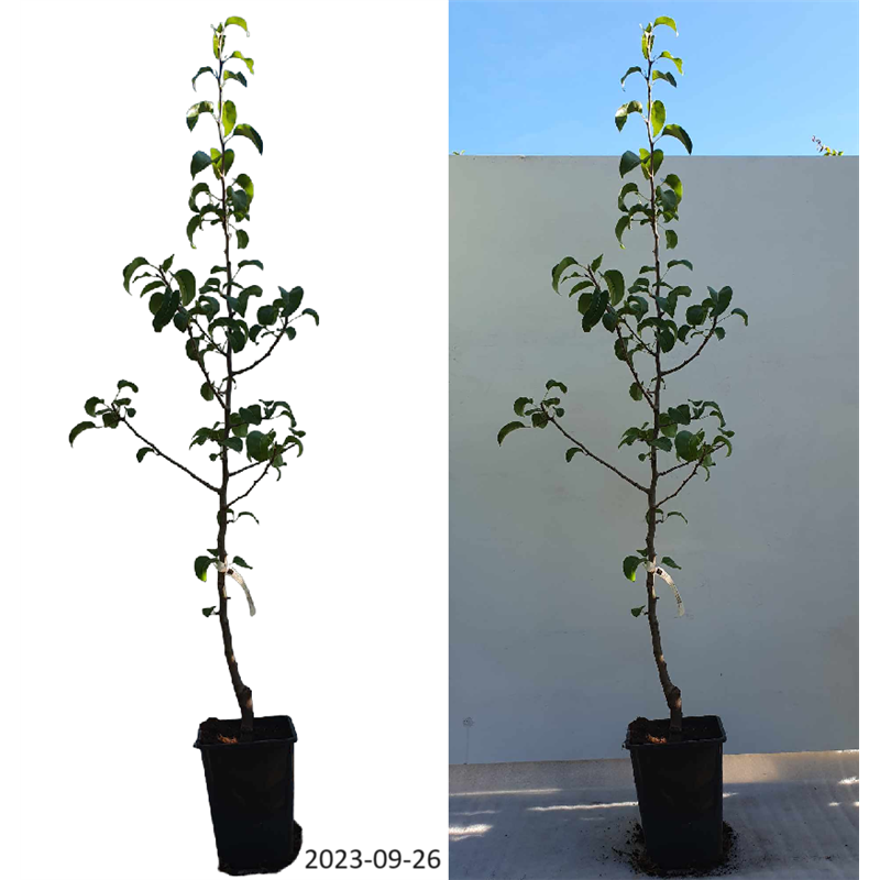 Kriaušė - Pyrus communis KSENA (XENIA) Konteineris atviromis šaknimis ...