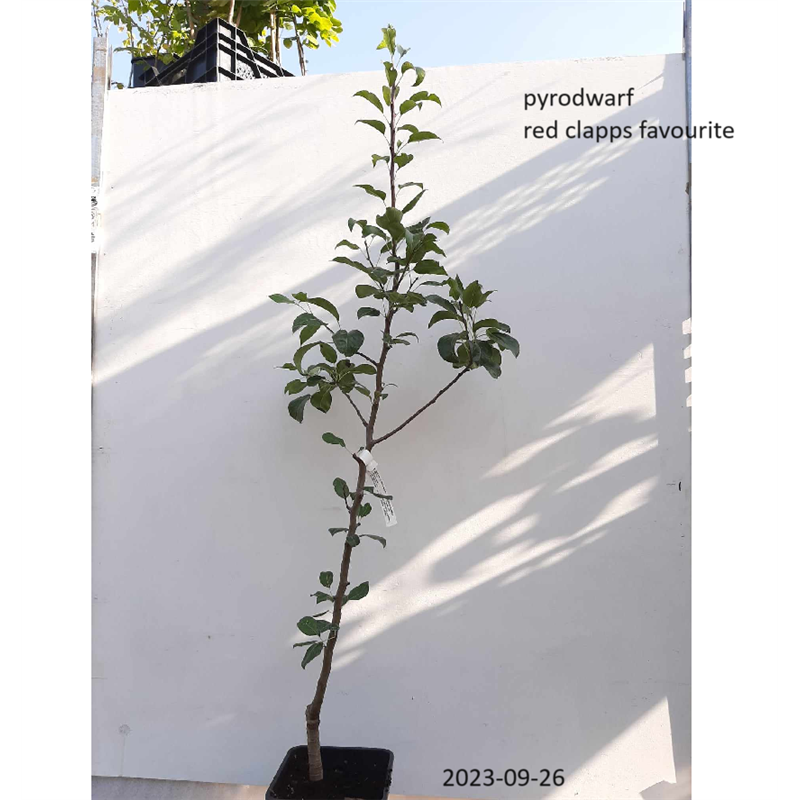 Pear - Pyrus communis CLAPP'S FAVORITE RED Container C10 Graft Pyrus ...