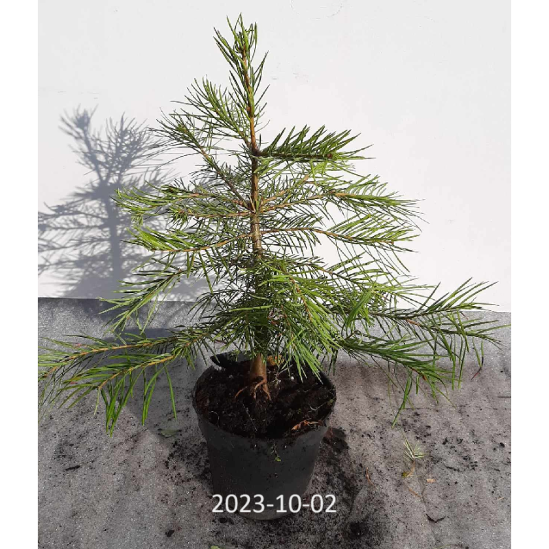 Pilkasis kėnis - Abies concolor Aukštis 30-40CM Konteineris 15Ø C1.5