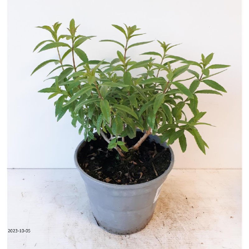 Citrininė lipija (verbena) - Lippia (aloysia) citrodora Aukštis 10-15CM ...