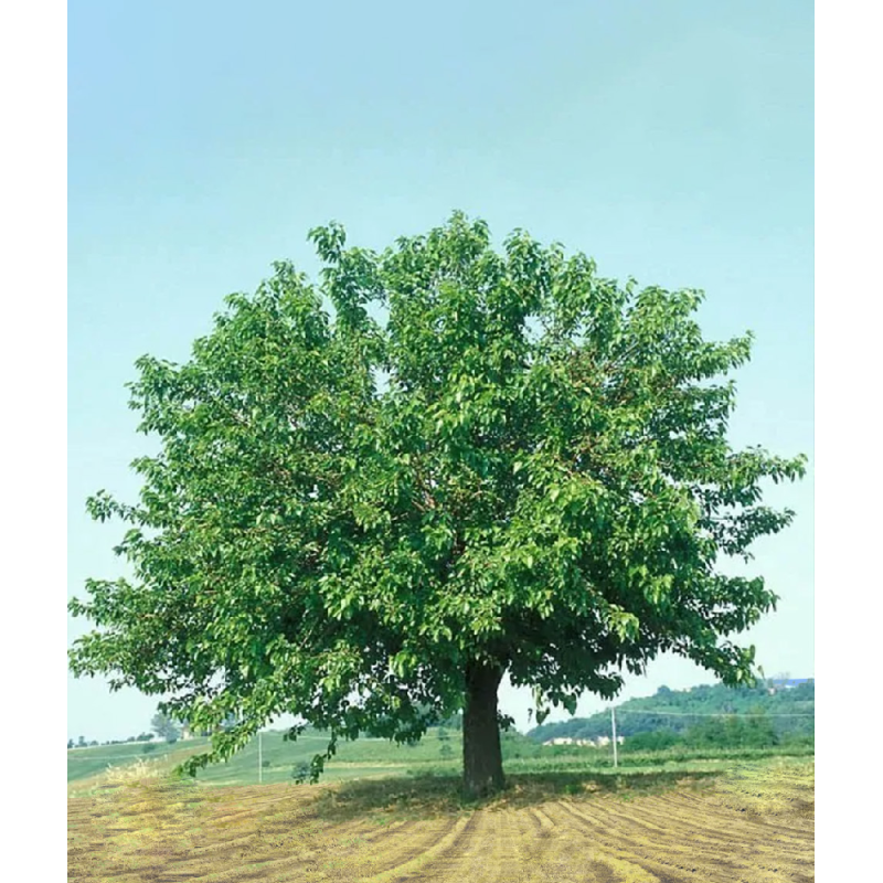 Šilkmedžiai su pristatymu Lietuvoje Aukštis 50-60CM Konteineris ...