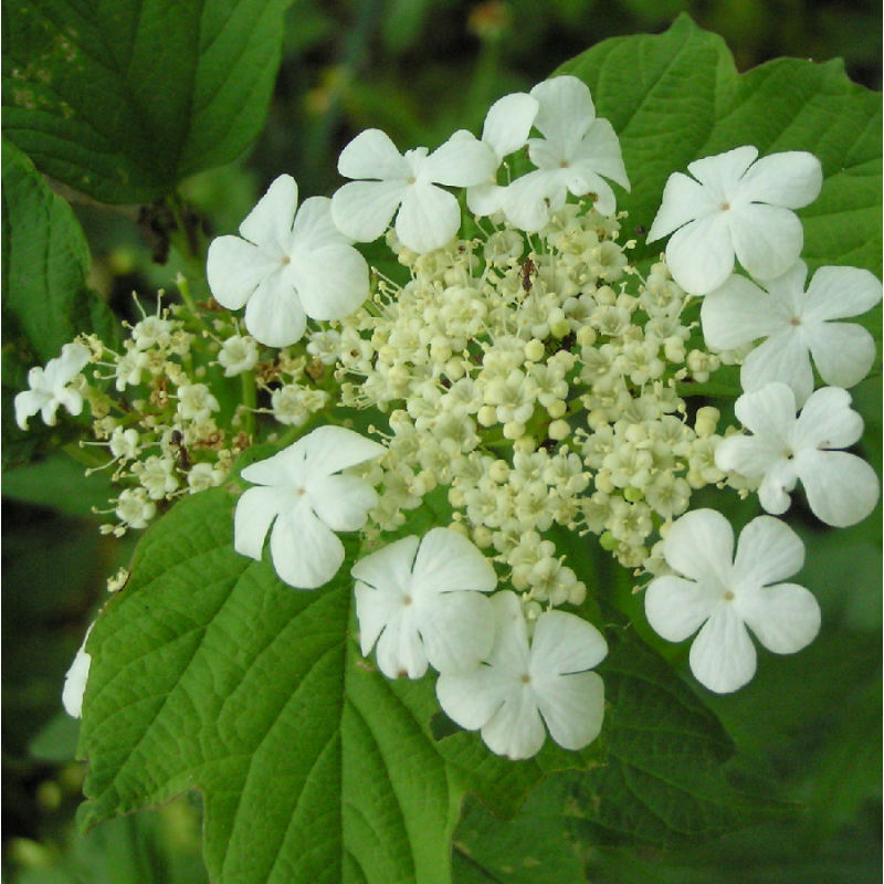 Paprastasis putinas su pristatymu į namus Height 200-225CM Container ...