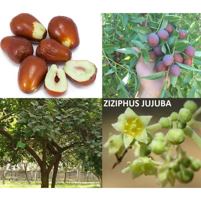 Zizifas - Ziziphus jujuba ABUNDANCE Aukštis 100-125CM Konteineris 19Ø C3 Poskiepis skiepyta