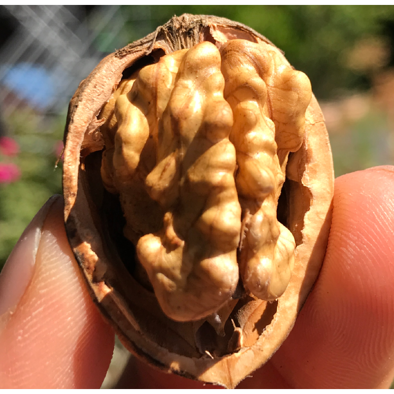 Graikinių riešutmedžių sodinukai su pristatymu į namus Aukštis 20-30CM ...