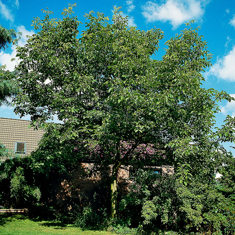 Graikinių riešutmedžių sodinukai su pristatymu į namus Konteineris 21Ø ...