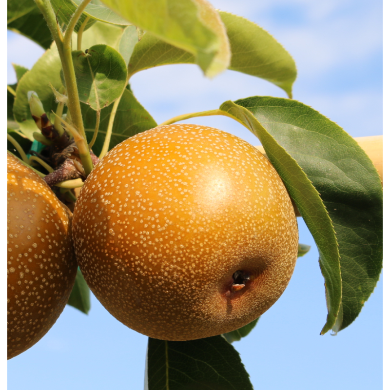 Azijietiška kriaušė - Pyrus pyrifolia HOSUI Konteineris C5 Aukštis 100 ...