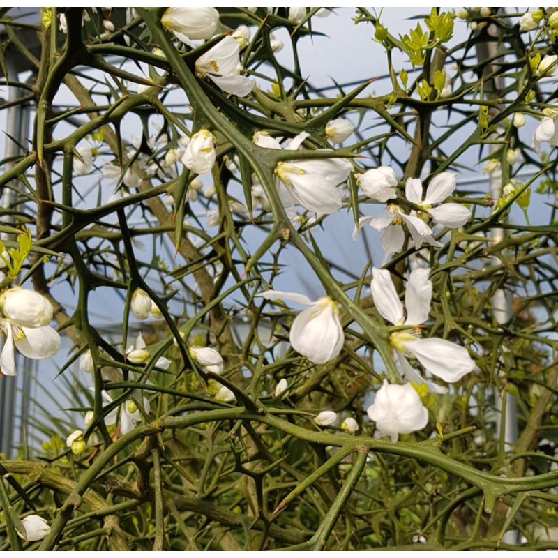 Trilapis ponciras (lauko citrinmedis) - Poncirus (citrus) trifoliata ...