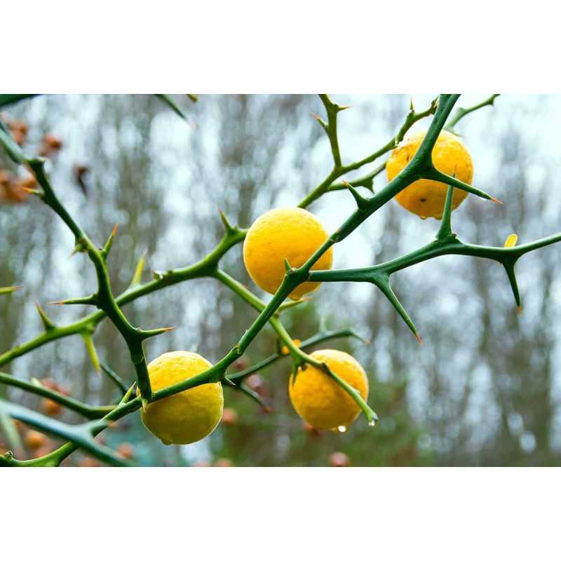 Trilapis ponciras (lauko citrinmedis) - Poncirus (citrus) trifoliata ...
