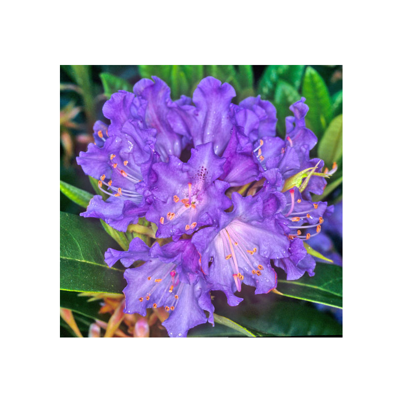 Rhododendron BLACK WIDOW Height 30-40CM Container 21Ø C4