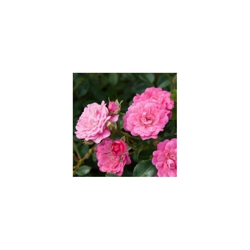 Rožė - Rosa LOVELY FAIRY Konteineris 19Ø C3