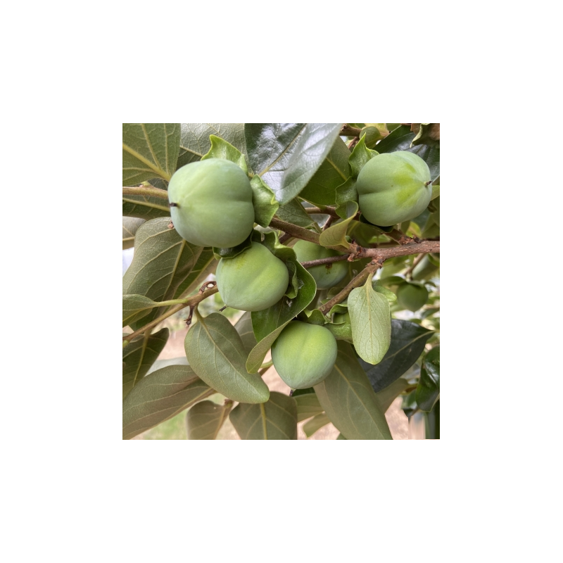 Rytinis (japoninis) juodmedis (persimonas) - Diospyros kaki 20TH ...