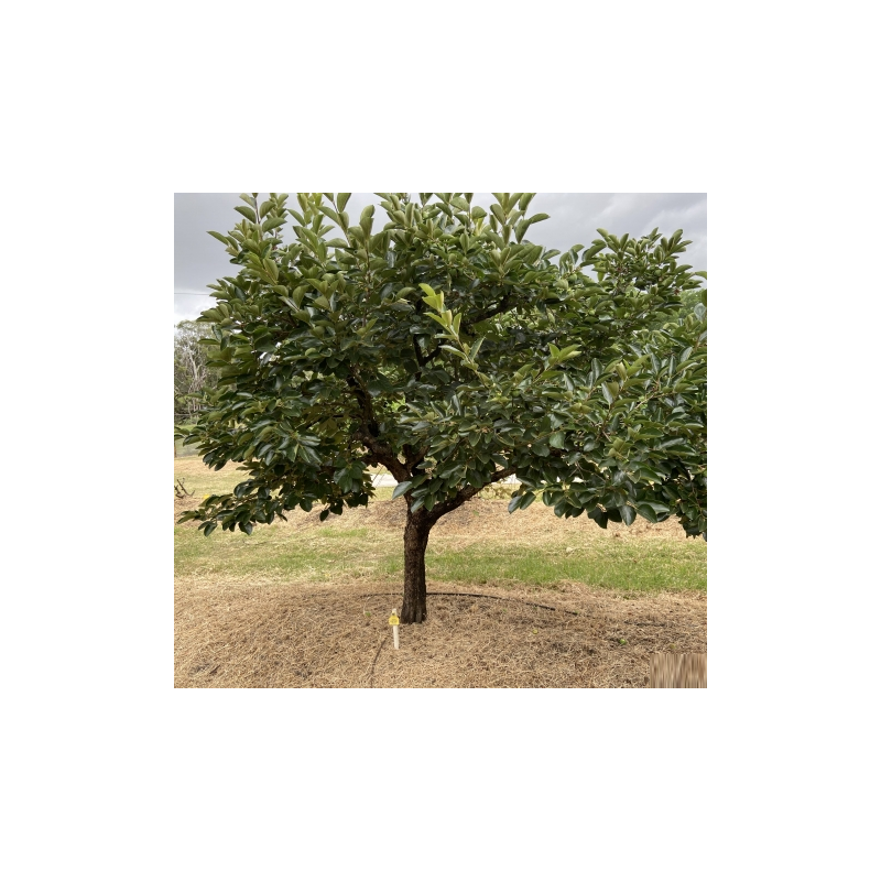 Rytinis (japoninis) juodmedis (persimonas) - Diospyros kaki 20TH ...