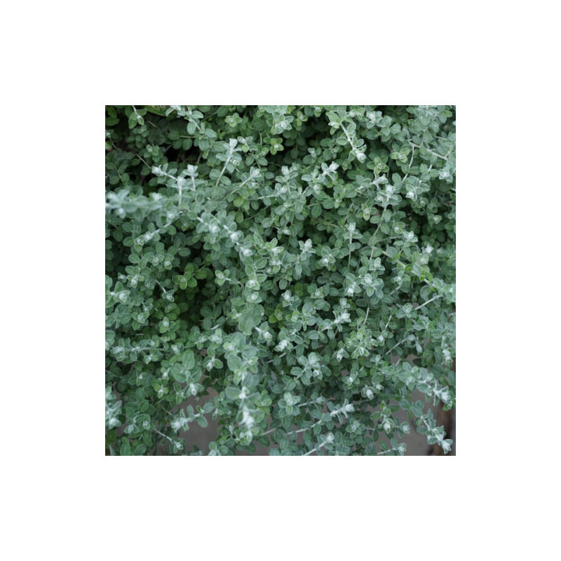 Smulkialapis šlamutis - Helichrysum microphyllum SILVER MIST ...