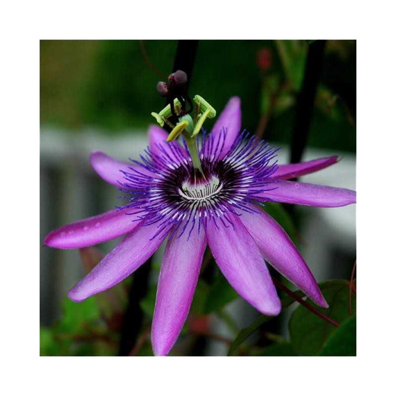 Pasiflora - Passiflora caerulea LAVENDER LADY Konteineris P12X12X19/C2