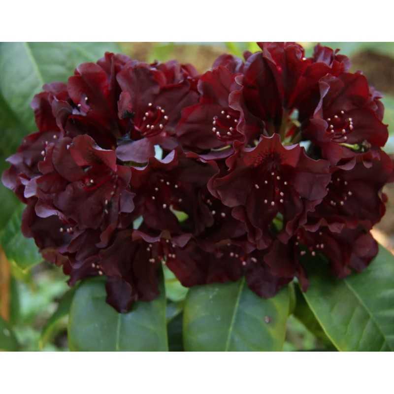 Rhododendron BLACK WIDOW Height 30-40CM Container 21Ø C4