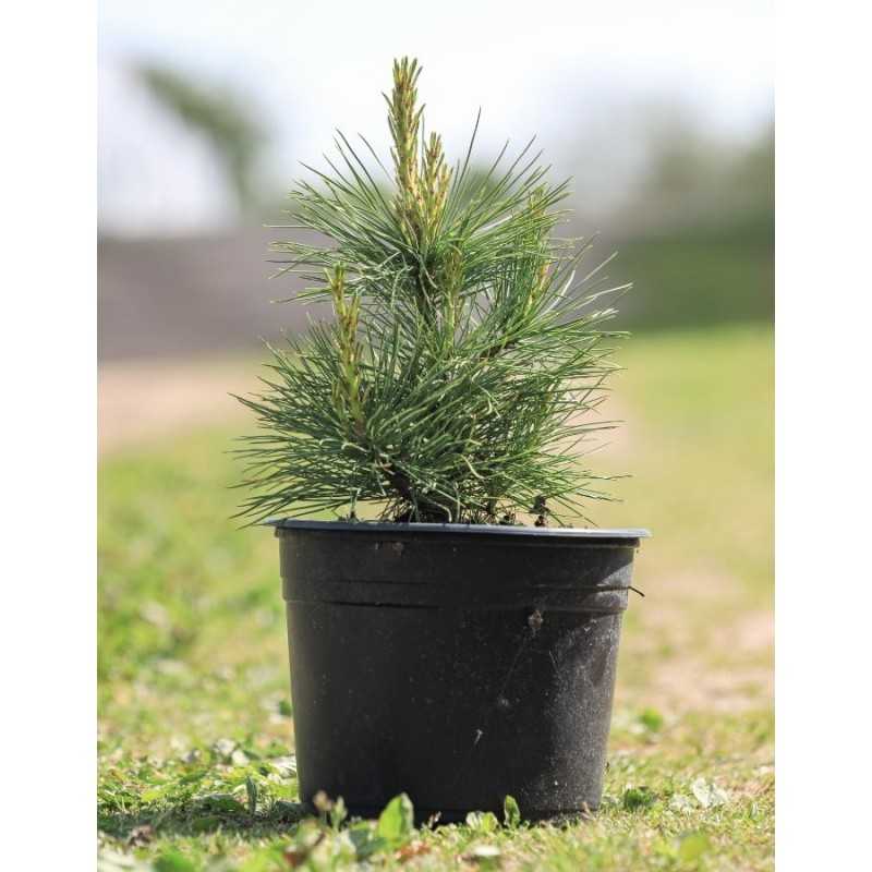Sibirinė pušis - Pinus sibirica Konteineris 21Ø C4