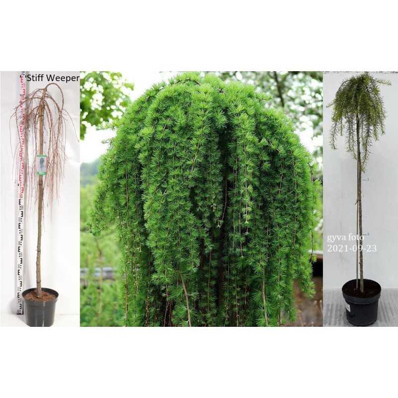 Garden plants/Trees/Flowers/ web-shop Forma 150 cm kotu Konteineris 26Ø ...