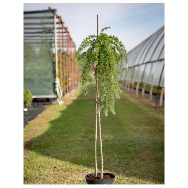 Garden plants/Trees/Flowers/ web-shop Forma 150 cm kotu Konteineris 26Ø ...