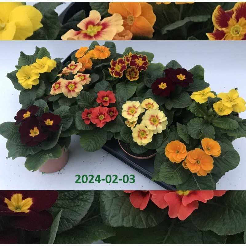 Raktažolė (užauginta ekologiškai) - Primula acaulis mix WARM COLOUR ...