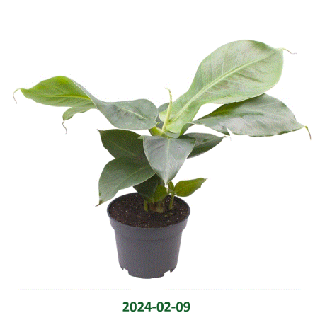 Kininis bananmedis - Musa acuminata CHEEKA Konteineris 12Ø