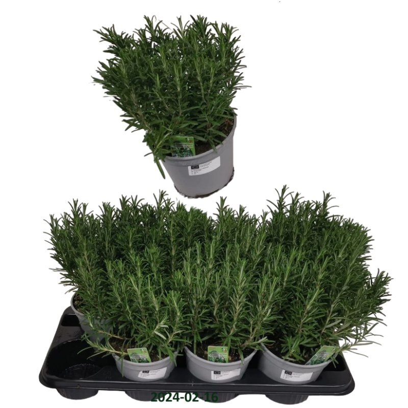 Rosmarinus officinalis Container 14Ø